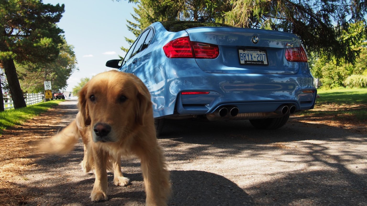 Pawsome Performance: Great BMWs For Dog-Lovers - BimmerLife