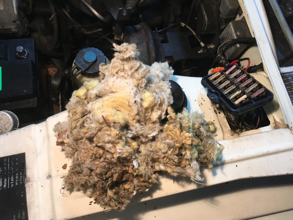 Mice Again—Or Still. - BimmerLife